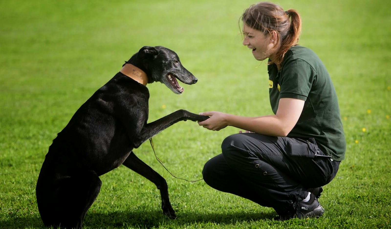 "Jed" el perro que fue rechazado por 17 000 adoptantes es declarado "el ...
