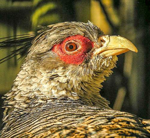 Cheer pheasant photos | Birds of India | Bird World