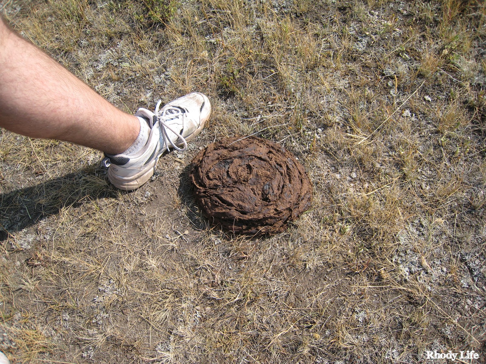 Rhody Life: Rhody Goes West: Bison, and Eagles, and Bucks, Oh My!
