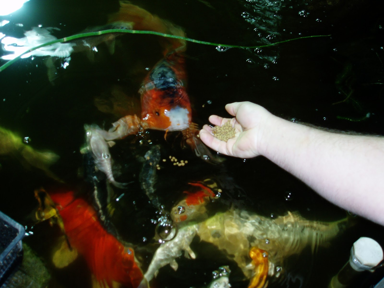 Preparing Fish for Winter with Food