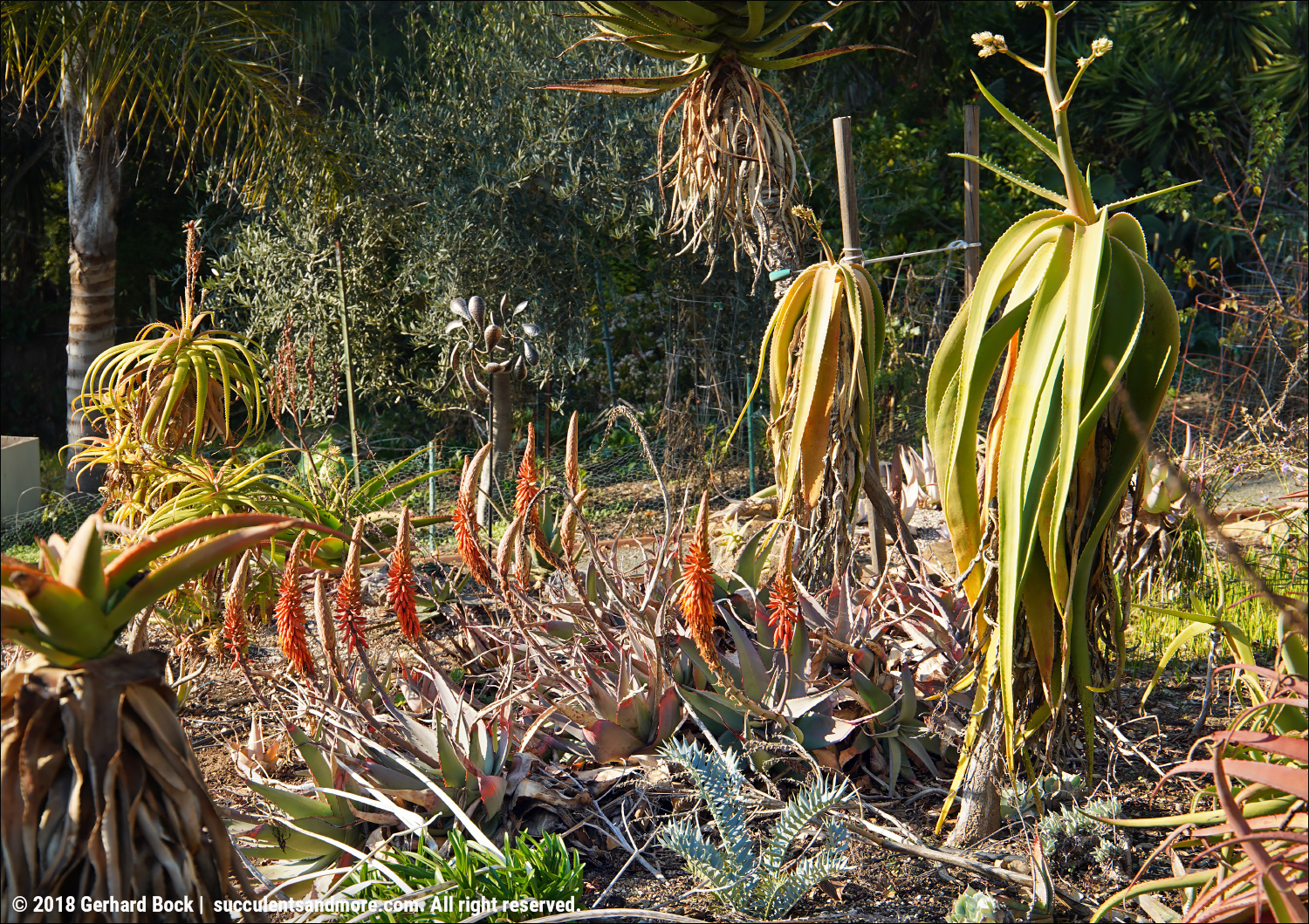 John Miller's Oakland aloe garden (Institute for Aloe Studies)