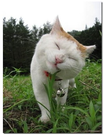 World Of Photos: Cute Flirting Cat