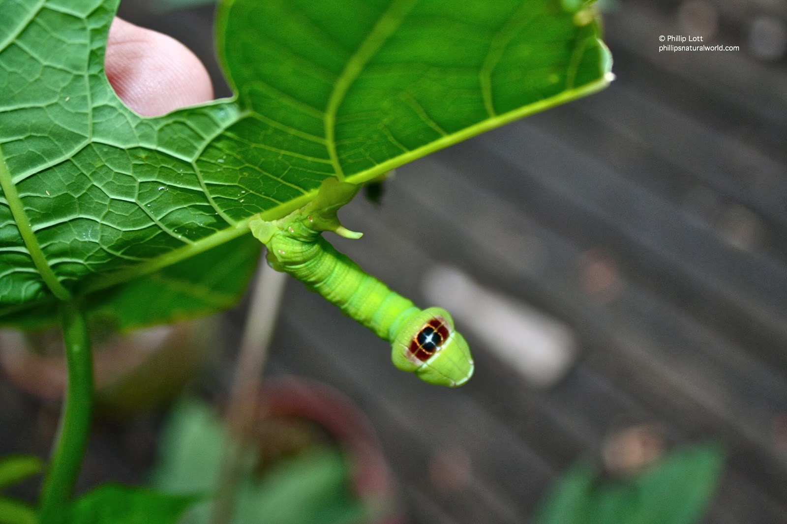 Florida Papaya Worm - Phillip's Natural World
