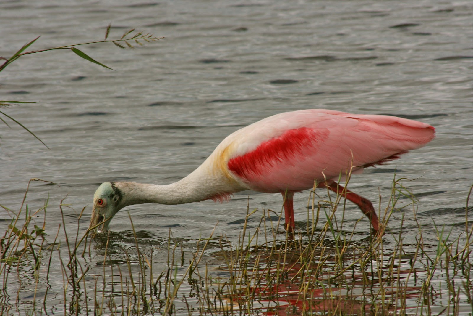 Silvia Klassen: Because I love birds...