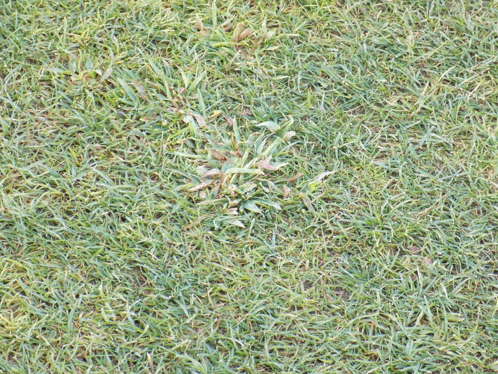 Granite Bay Golf Club Course Update: Golf Course Maintenance Weekly 7/21/16