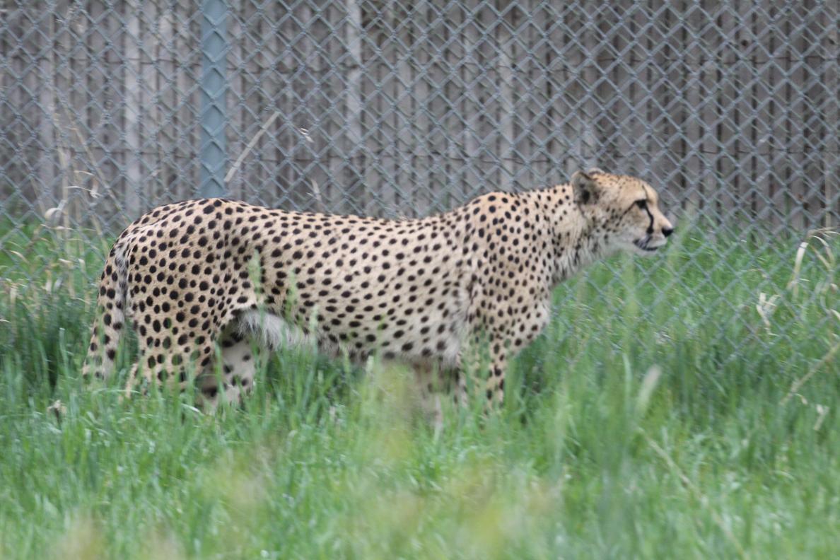 Michigan Exposures: The Denver Zoo