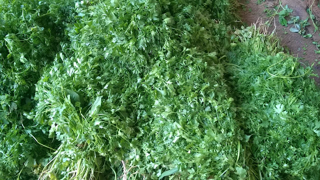 Spice of Life!: D is for Dhania