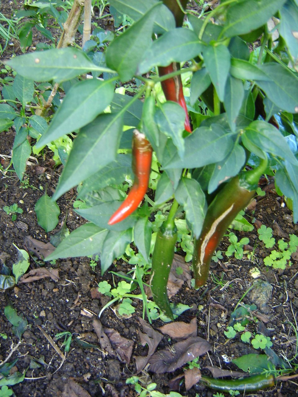 38. Exile in New Zealand: My vegetables garden