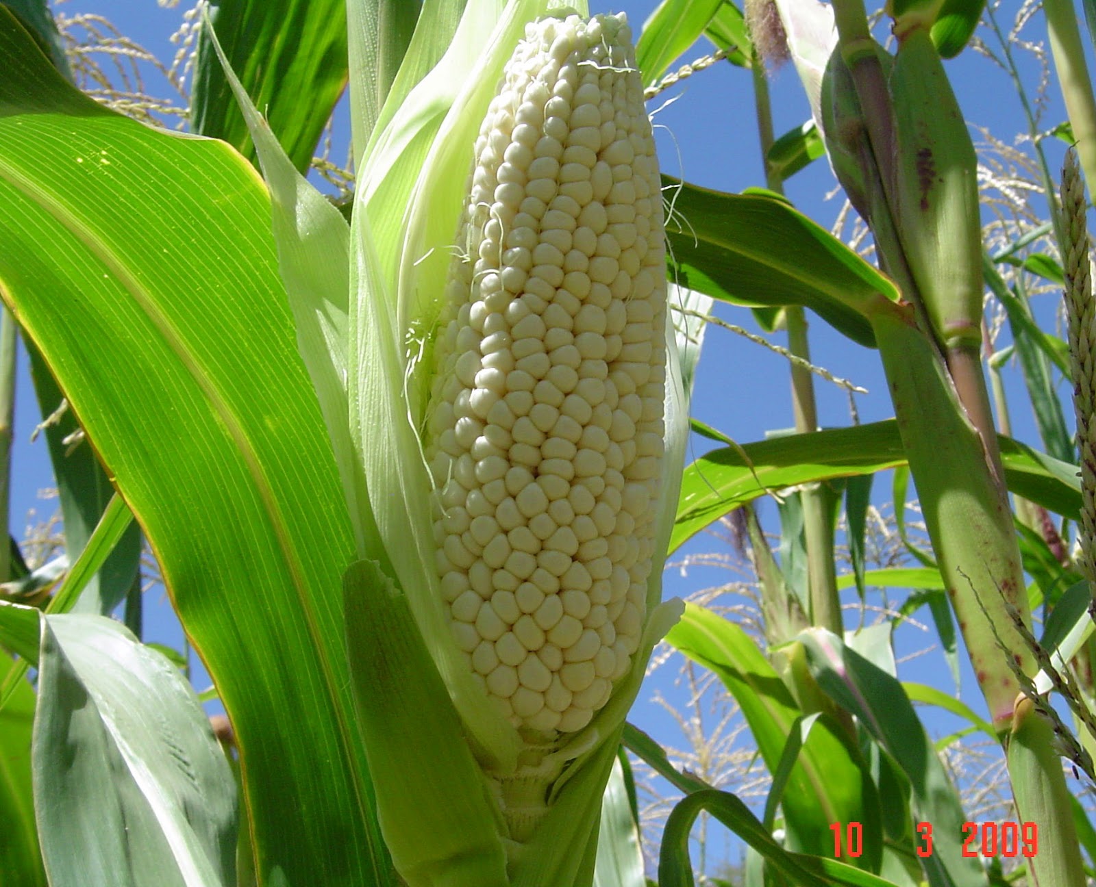 Maiz imágenes gratis para descargar