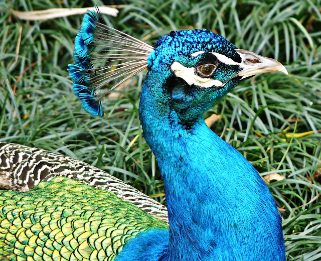Natures Vineyard Australian flora and fauna.: Peacock in Closeup and ...