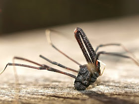 Catalogue of Organisms: February 2011