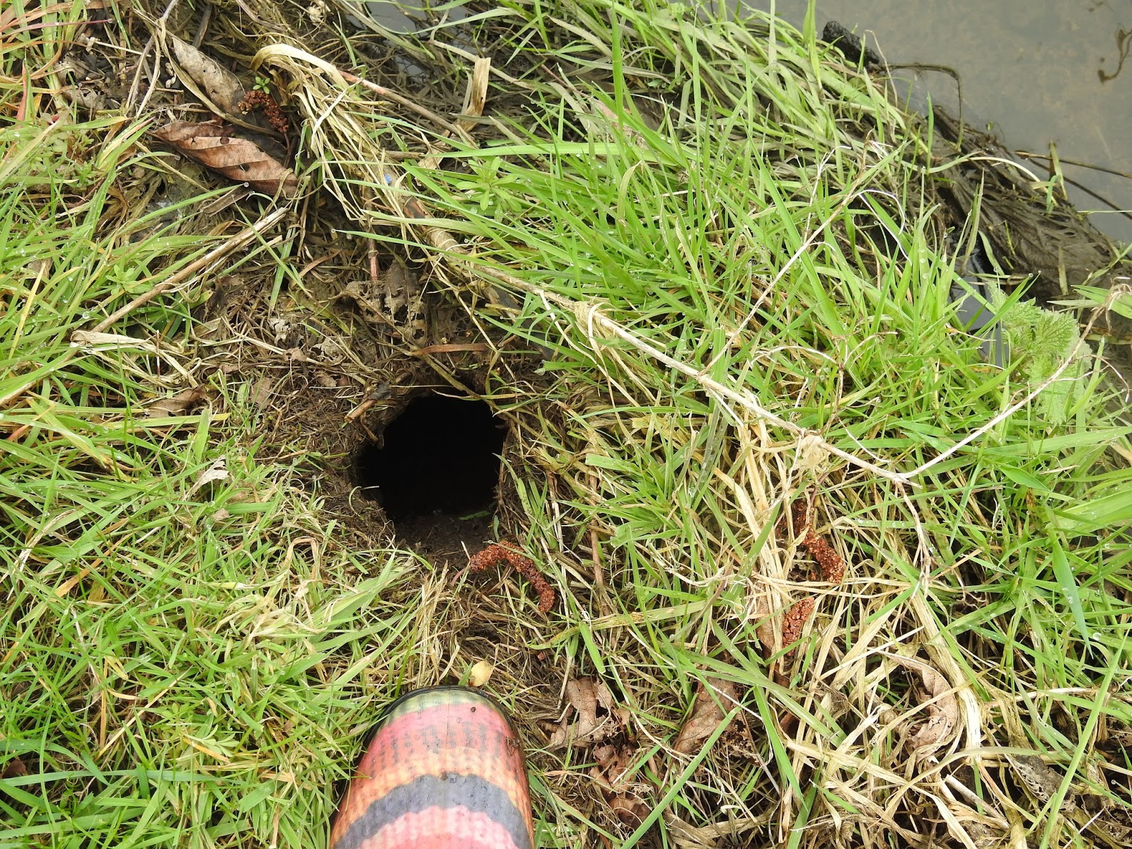 About a Brook: Burrows Special!