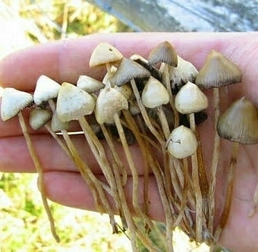 Magic Mushroom Incaran Baru Para Pengguna Narkoba | Milda Ini