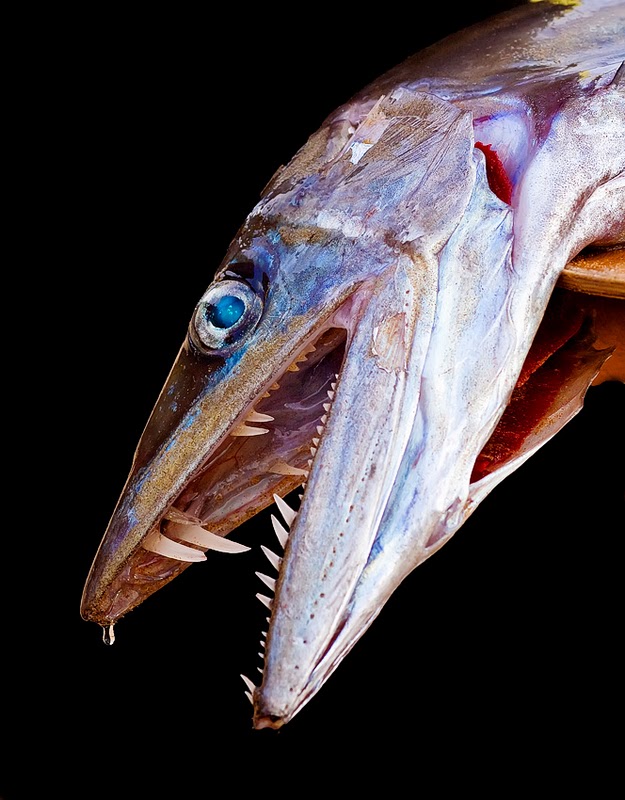 Artes de Pesca: VAMOS A PESCAR PEZ SABLE NEGRO