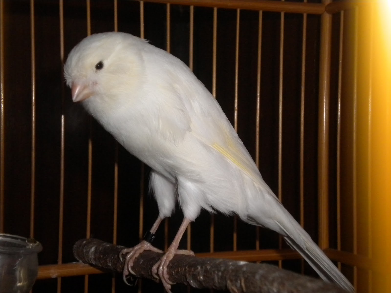 Yorkshire Canary: TD.birdfarm bandung( Yorkshire Canary)