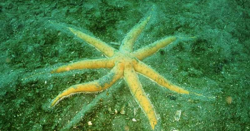 Variety of Life: Paxillosida