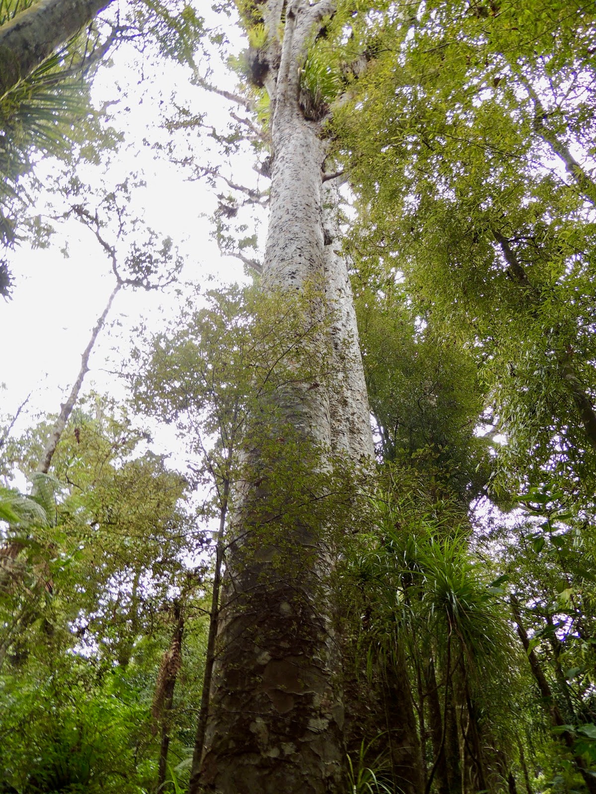 THE ROAD TAKEN : Trounson Kauri Park