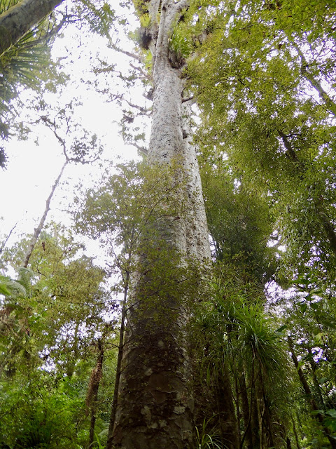 THE ROAD TAKEN : Trounson Kauri Park