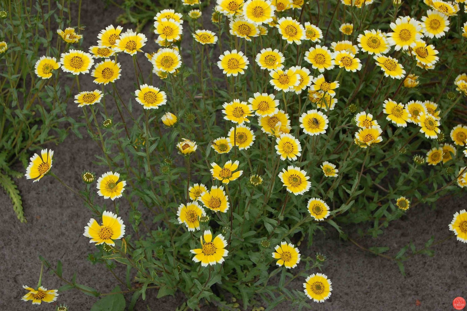 Seminte si plante de gradina hobby: Layia Platyglossa