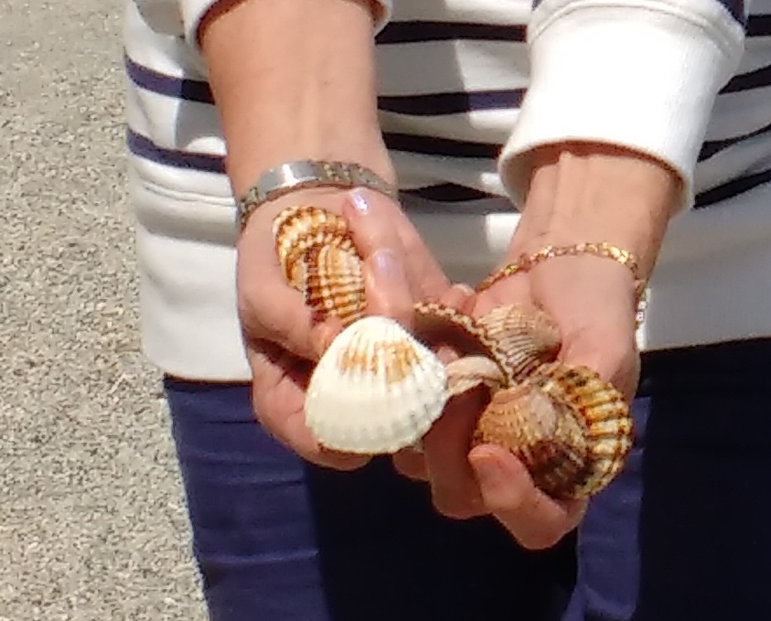 Susan Here There and Everywhere: She sells sea shells