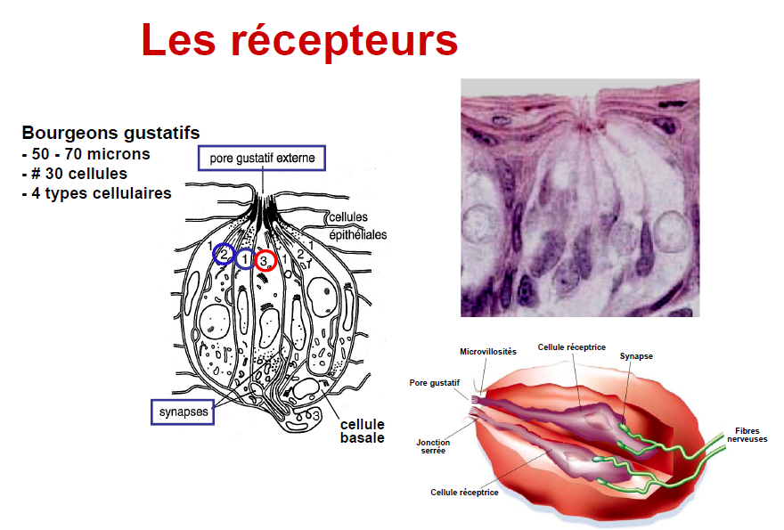 Cognac, une passion: Arômes et saveurs du cognac, sa dégustation