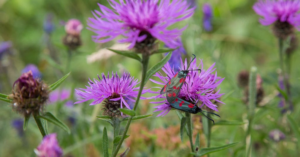 Shadows & Light: Burnets