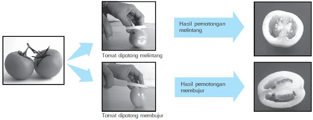 Cara Membuat Preparat basah dan Preparat Kering, Paling Lengkap dan ...