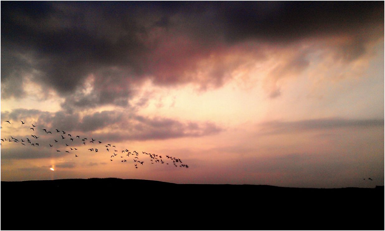 Islay Natural History Trust: Barnacle Geese - Octomore Farm