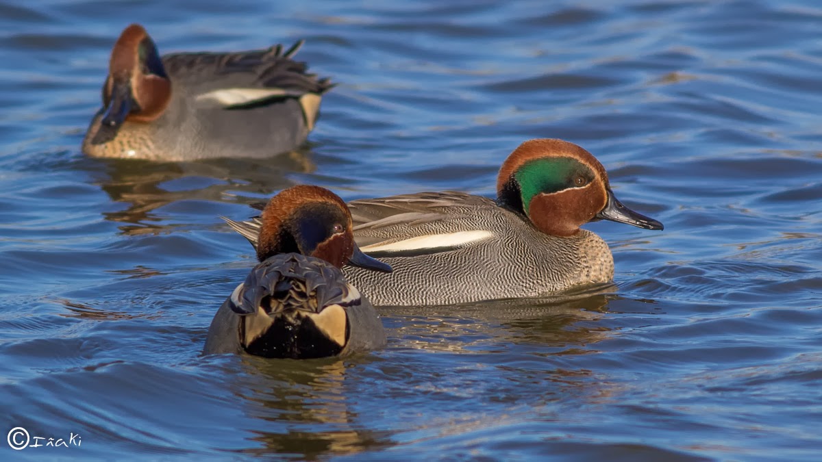 Nosoloaves - Aves del mundo (Birds of the world): Cerceta Comun (Anas ...