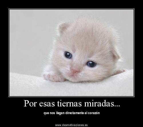 sofi blog: porque hay tiernas miradas...