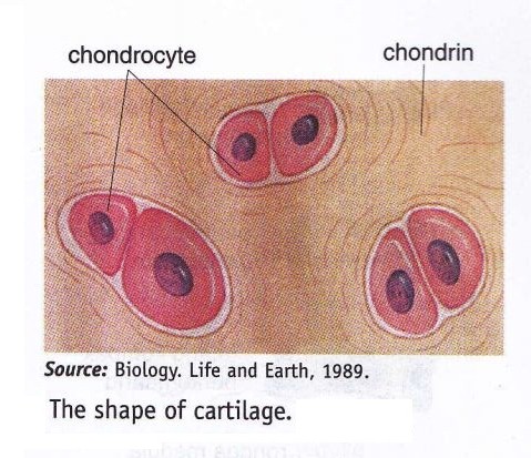Cartilage And Fibrous Connective Tissue - New Science Biology
