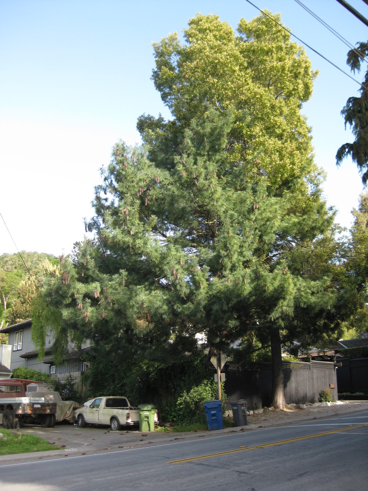 Trees of Santa Cruz County: Pinus wallichiana - Himalayan Pine