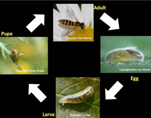 Nature and Farming: Insect: Hoverfly