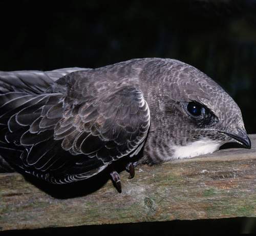 Alpine swift | Birds of India | Bird World