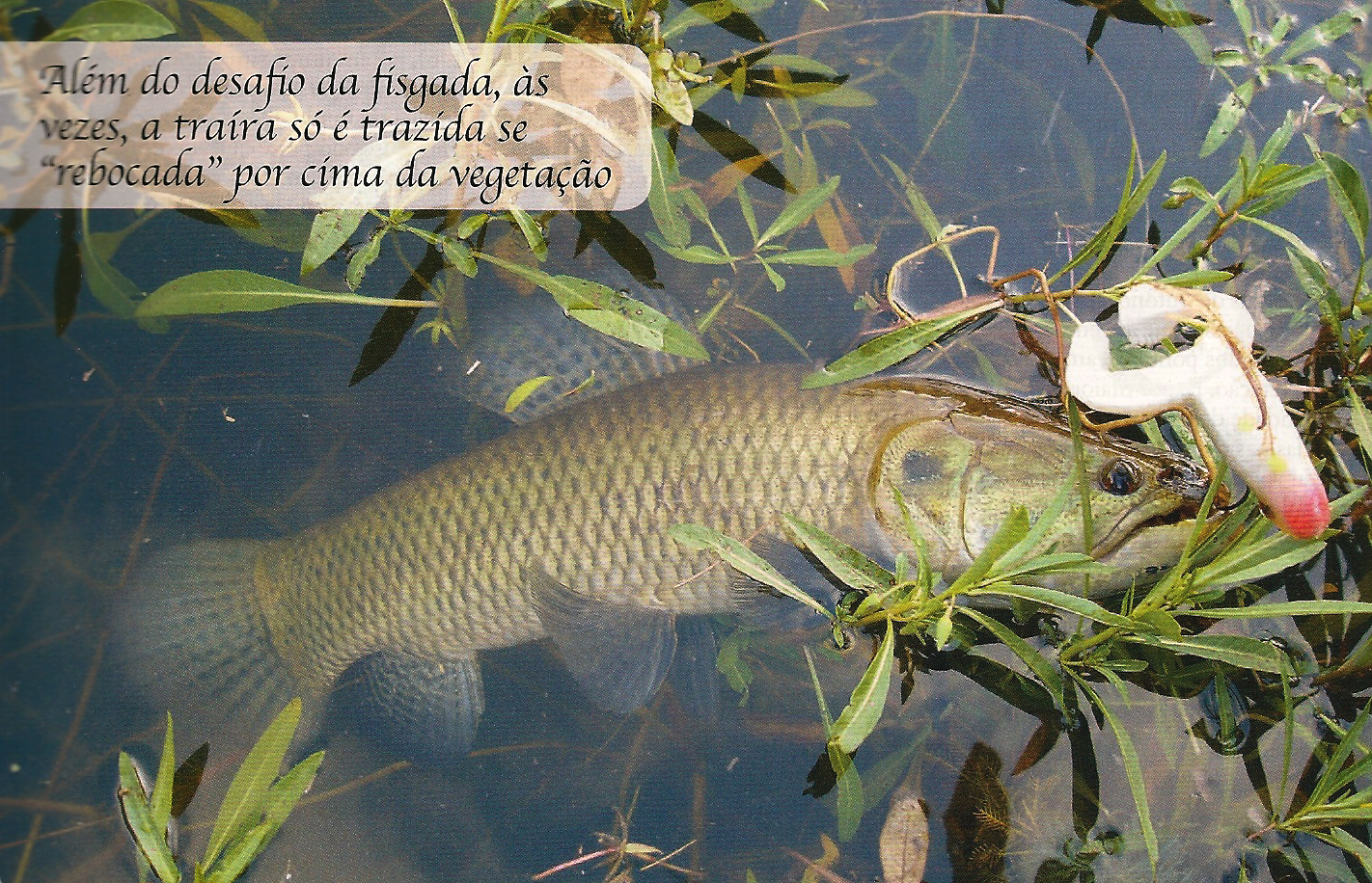 TUDO SOBRE TRAIRA::..: TRAÍRA DE DENTRO DO MATO!