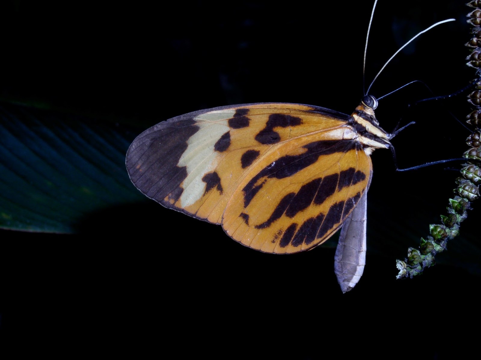 Nymphalidae Forelegs
