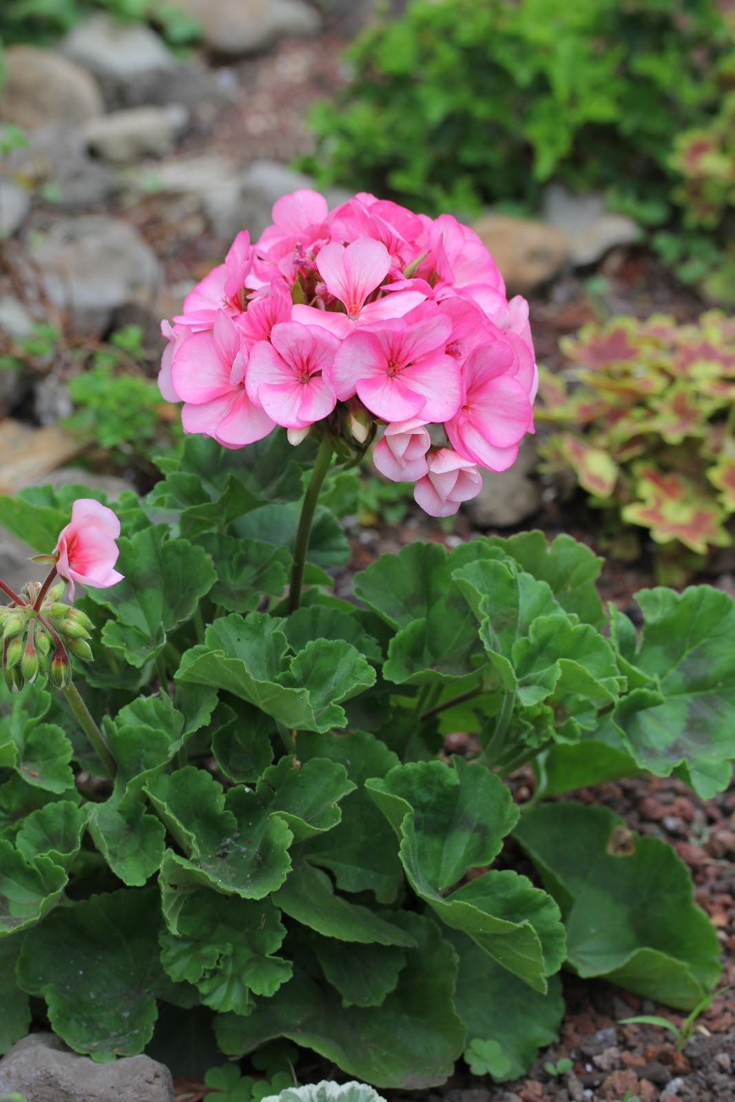 PERFECT PELARGONIUMS: July 2012