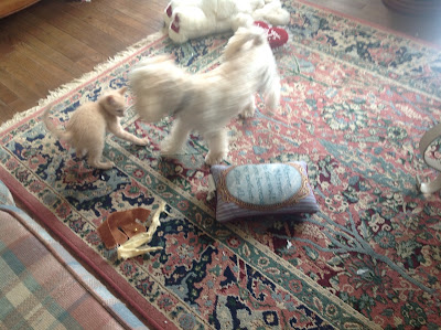 His Grace is Sufficient: "Menopaws"