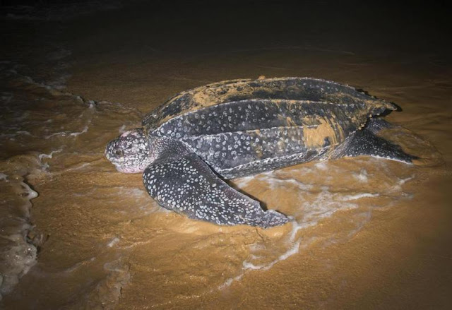 ANIMALES EN PELIGRO DE EXTINCIÓN.: TORTUGA LAUD.