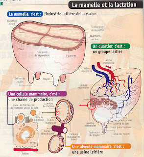 SUNY: FISIOLOGIA DE LA LACTANCIA EN LA VACA LECHERA