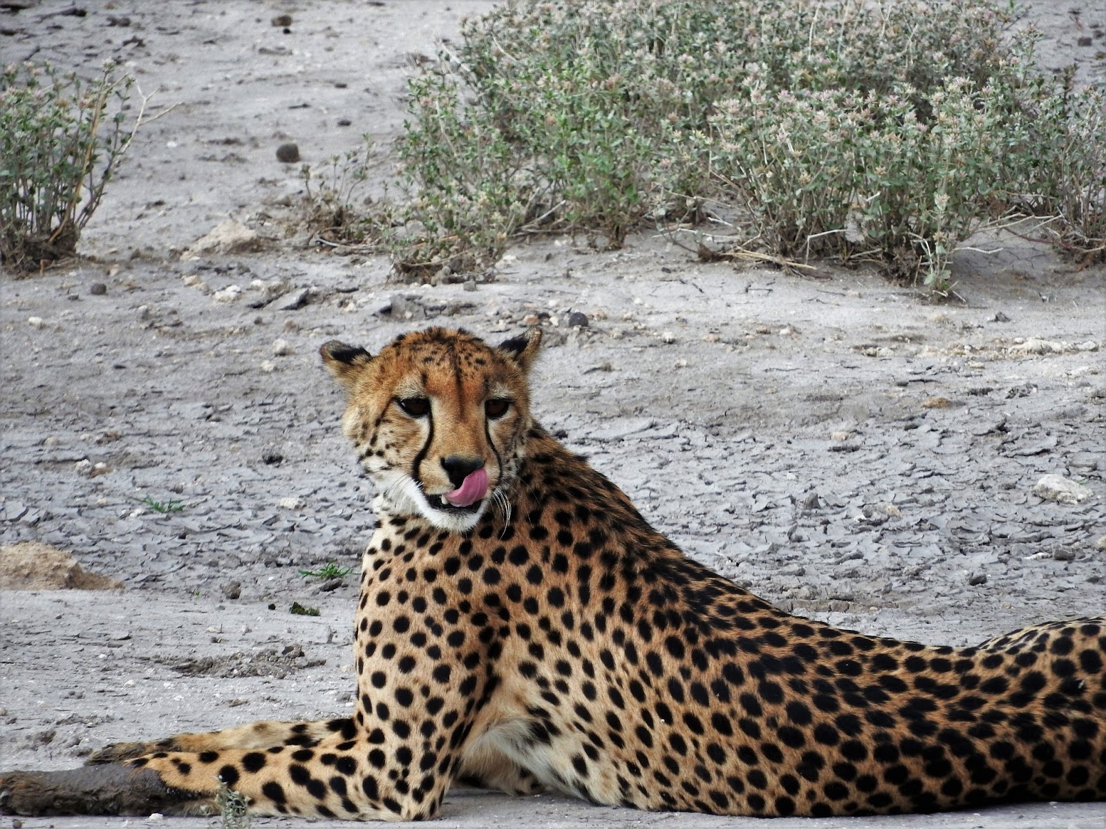 The Girl with the Panda Tattoo: Overland Africa: The Wildlife