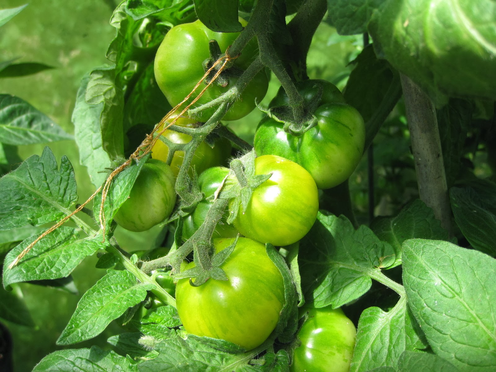 Mostly Tomato Mania: Mini - Micro tomatoes