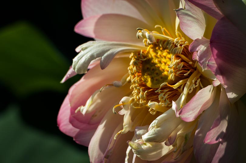 Images Of Wild Life - www.imagesofwildlife.com: Big Lotus Blooms