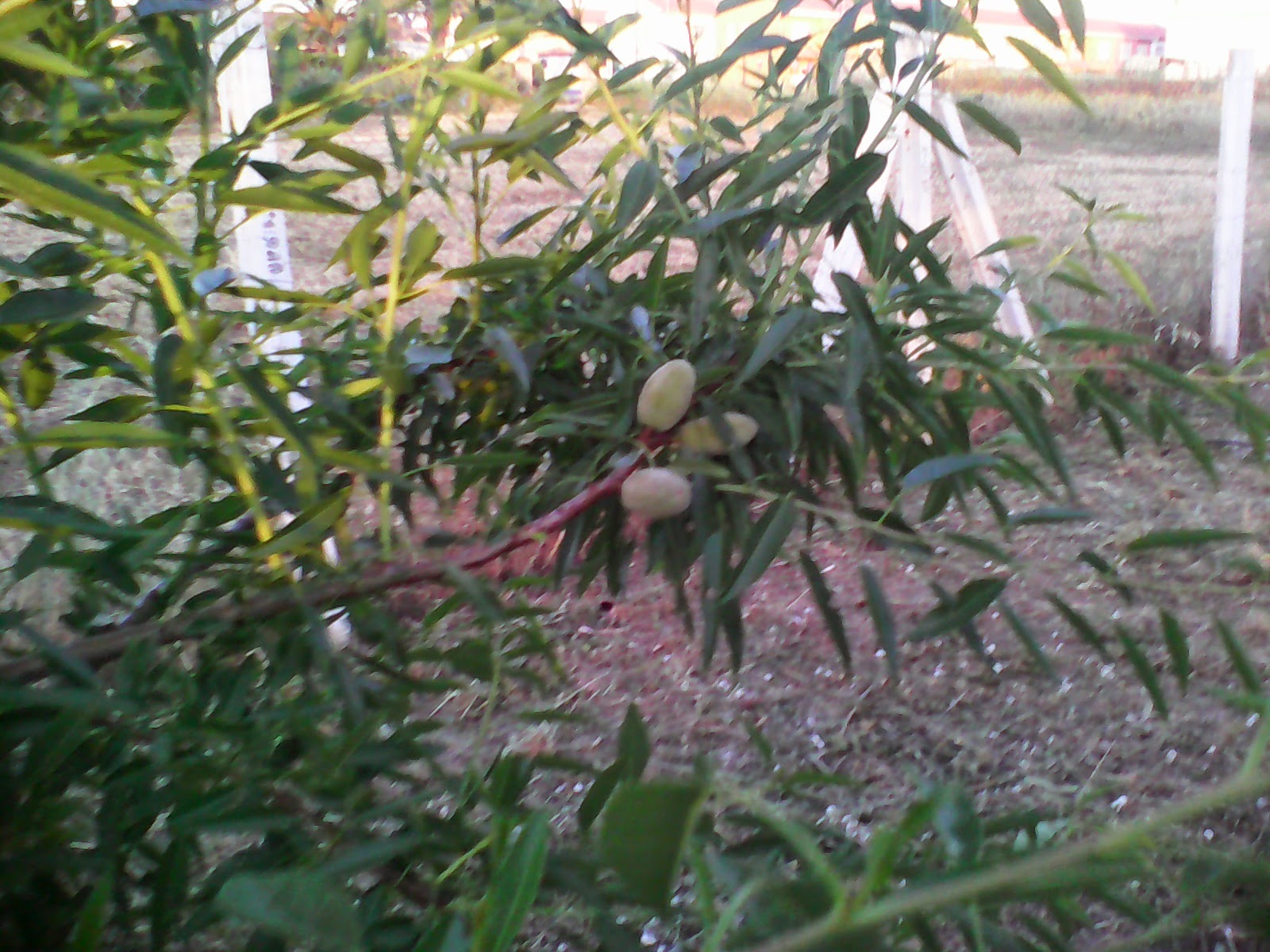 Aceitunas, almendras, alcauciles y azofaifas.