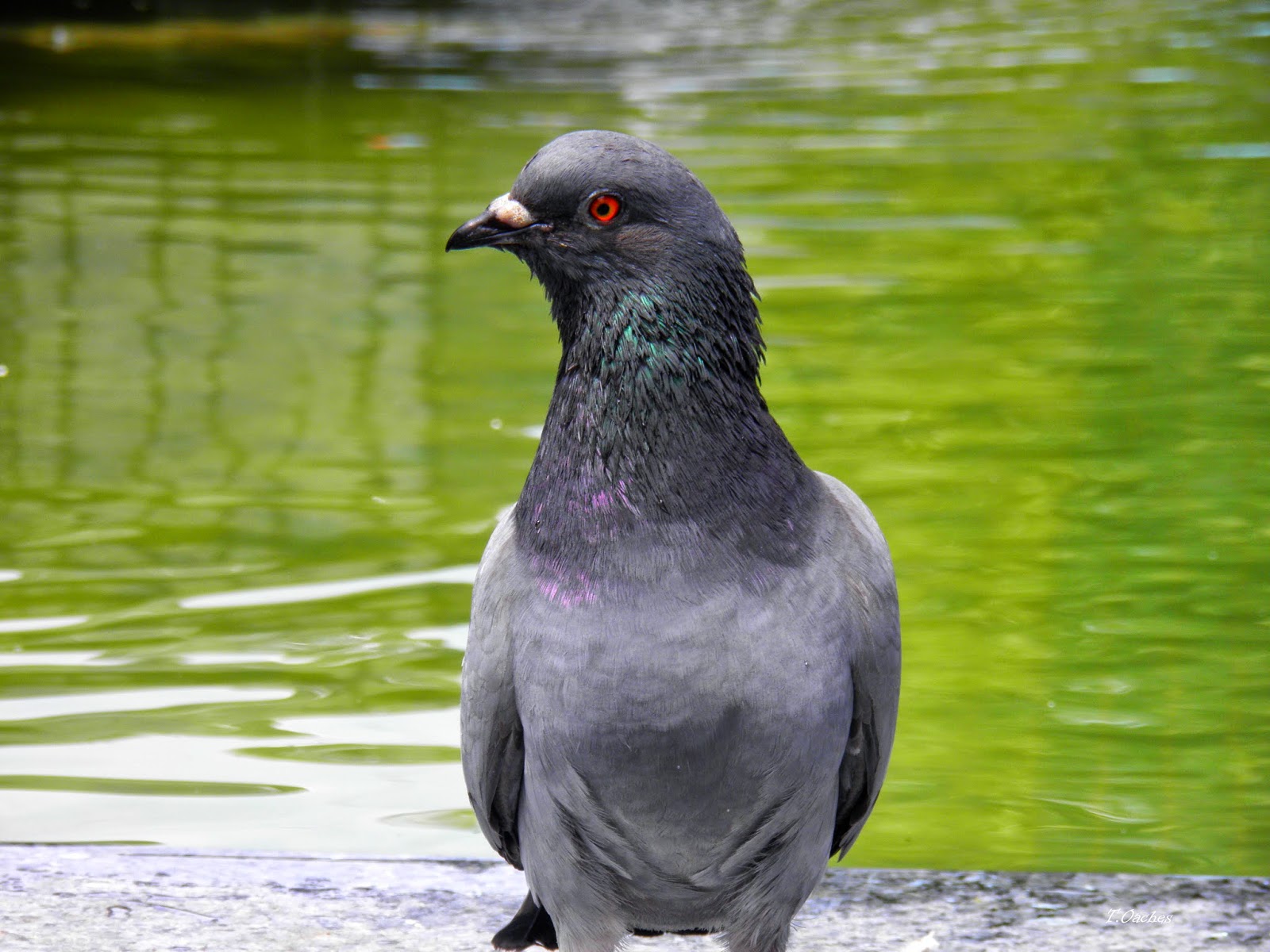 PASARI DIN ROMANIA: PORUMBEL DE STANCA si PORUMBEL DE CASA SALBATICIT ...