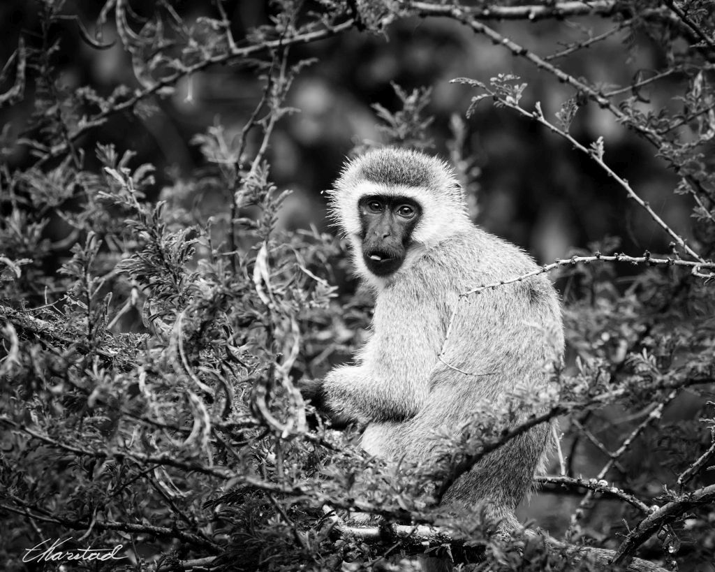 Elsen Karstad's 'Pic-A-Day Kenya': Vervet Monkey, Nairobi Kenya