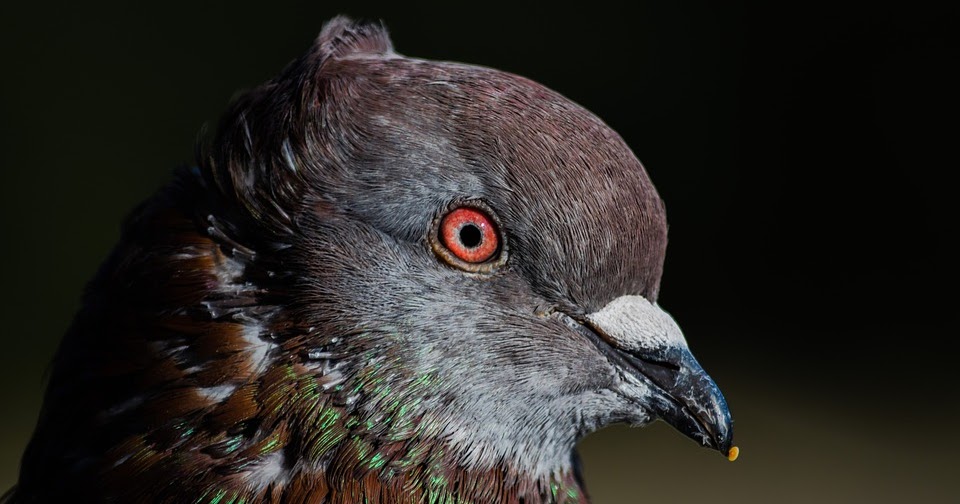 Bangladeshi Pigeon Farm : কবুতর পালন ও চিকিৎসা: প্রাথমিক তথ্য (kobutor ...