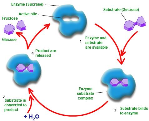 bioquimica-textose links: ENZIMAS