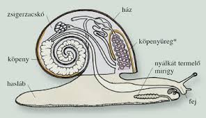 BIO-LOGIA: A PUHATESTŰEK Haslábúak osztálya