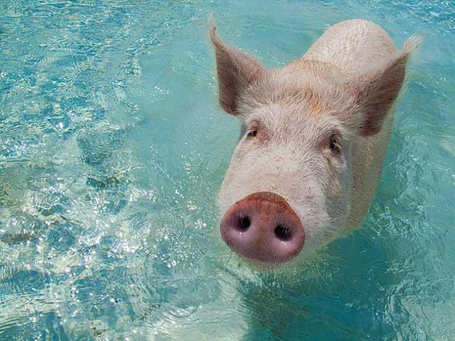 RAZMATAZ: Swimming with pigs in Exuma.
